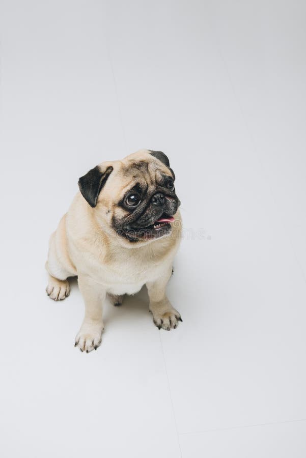 Cute Pug Dog Looking Up on White Stock Image - Image of puppy, care ...