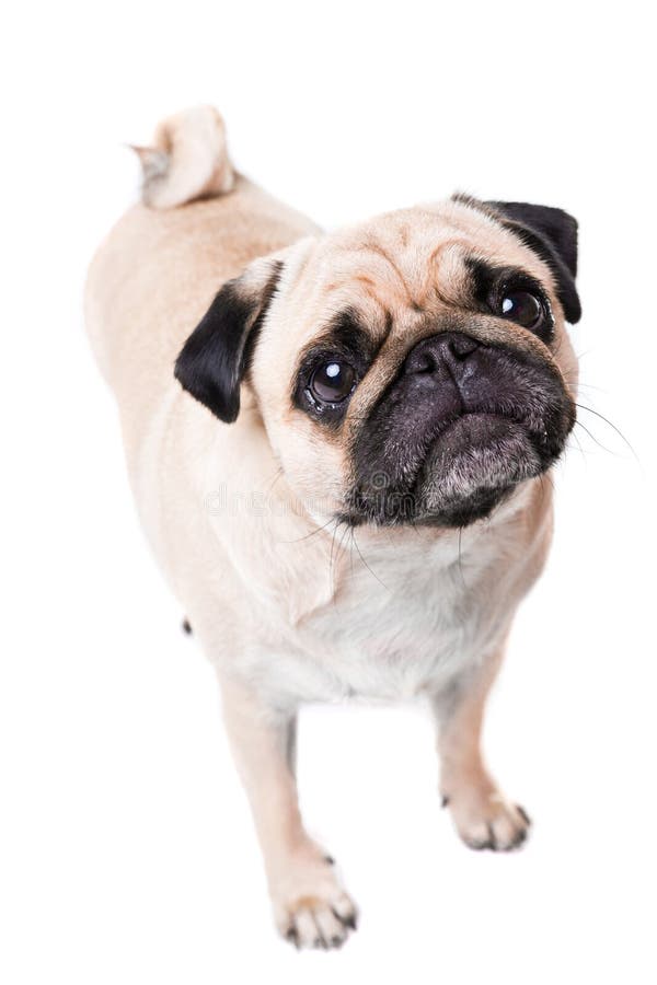 A cute Pug dog stock photo. Image of laying, bred, flat - 36321450