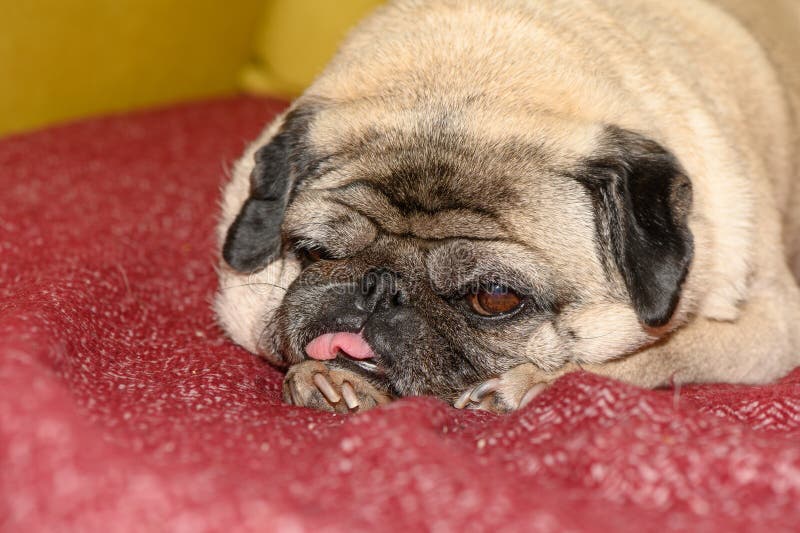 Cute Pug Dog on Sofa at Home 10 Stock Photo - Image of looking, weekend ...