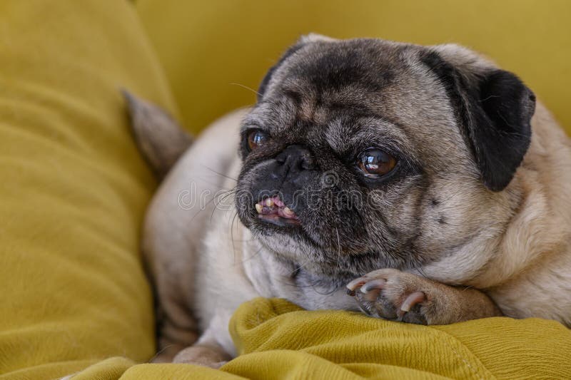 Cozy Pug Lying on the Sofa 2 Stock Image - Image of adorable, animal ...