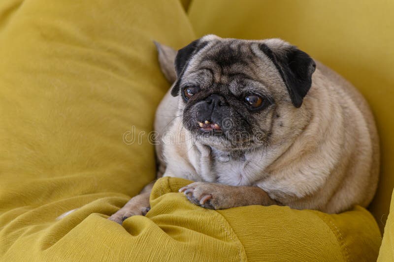 Cozy Pug Lying on the Sofa 1 Stock Photo - Image of doggy, calendar ...