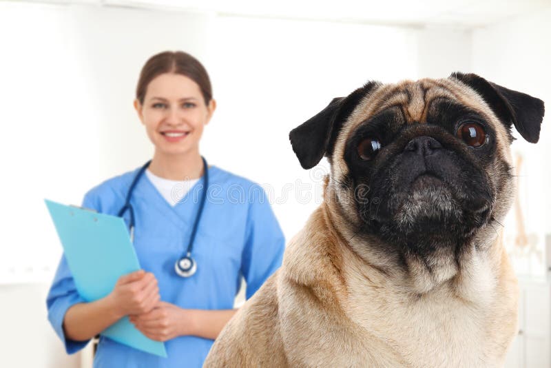 Cute Pug Dog and Veterinarian Stock Image - Image of medical, health ...