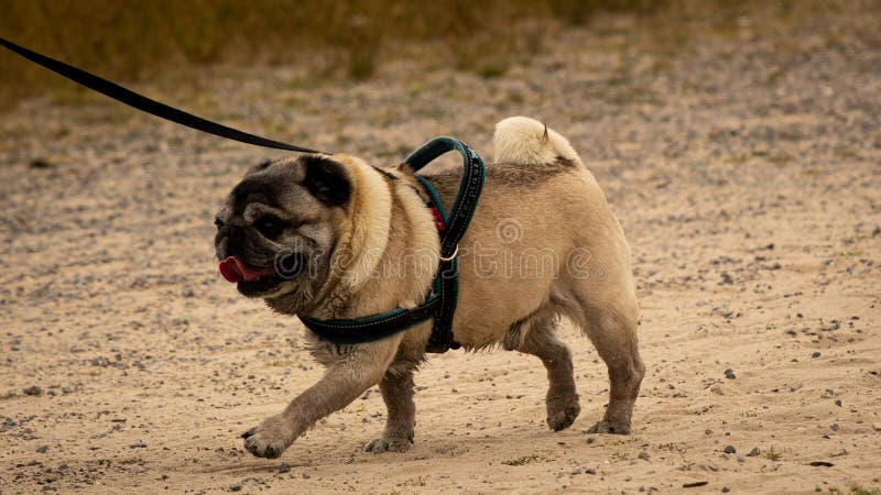 Cute Pug Dog Walking with the Leash Stock Photo - Image of creature ...