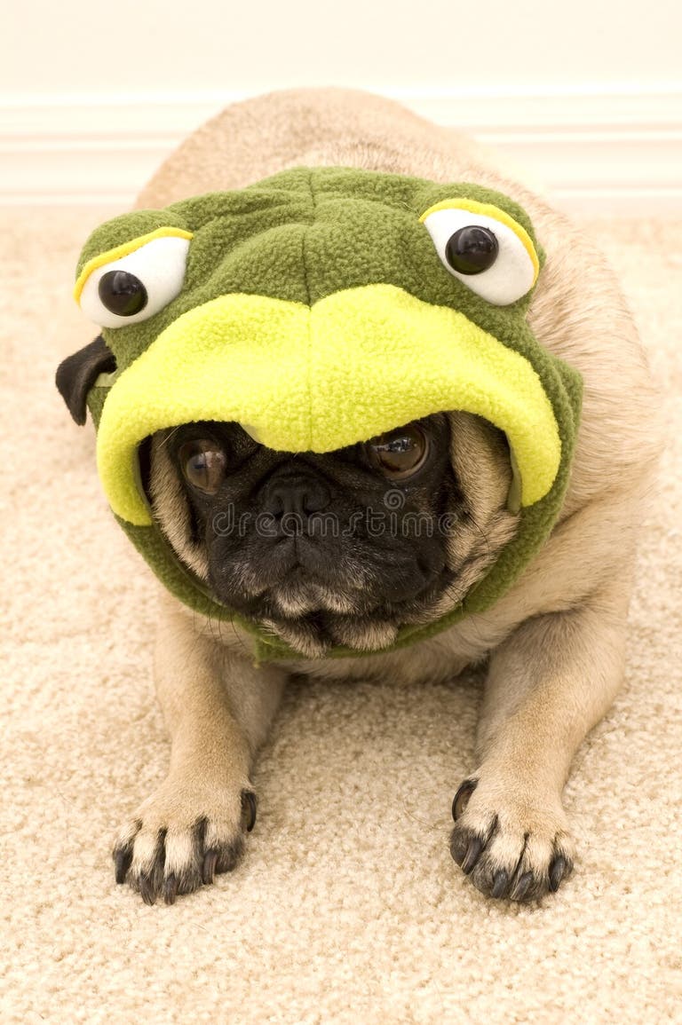 348 Dressed Frog Stock Photos - Free & Royalty-Free Stock Photos from ...