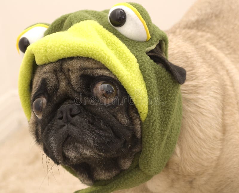 Cute Pug Dressed as a Frog stock photo. Image of costume - 11045812