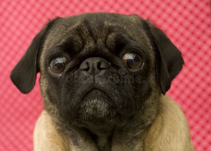 Sad Pug Face stock photo. Image of wrinkles, breed, cute - 7352392