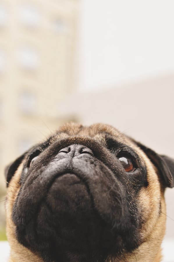 Cute pug face close up stock photo. Image of cute, small - 69451868