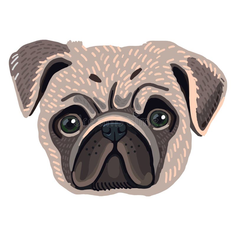 Cute pug face. stock vector. Illustration of mops, nose - 211738879