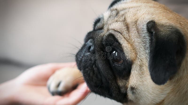 Cute Pug Gives a Paw. Slow Motion Stock Photo - Image of background ...