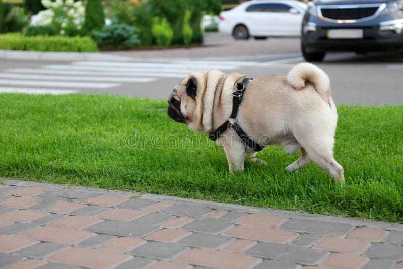Cute Pug on Green Lawn Outdoors. Dog Walking Stock Photo - Image of ...