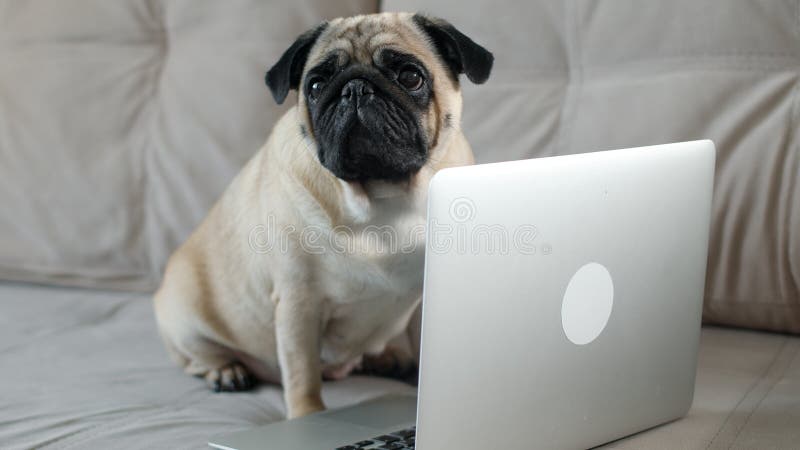 Cute Pug with a Laptop on the Sofa. Slow Motion Stock Image - Image of ...