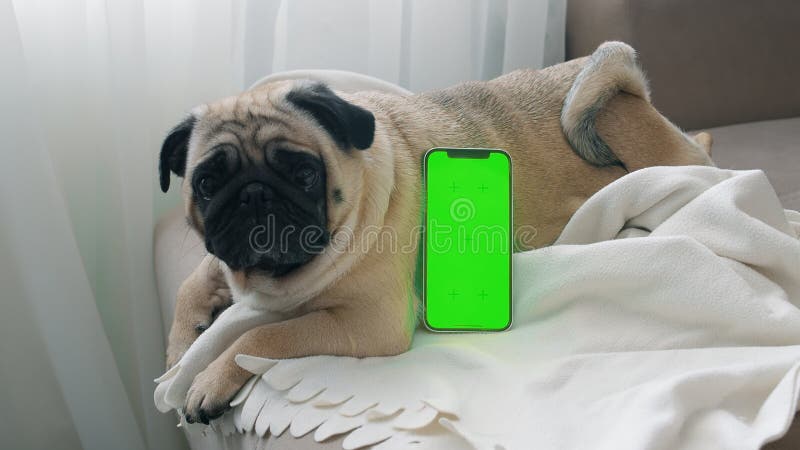 A Cute Pug Lies on a Sofa with a Green Screen Phone Stock Photo - Image ...