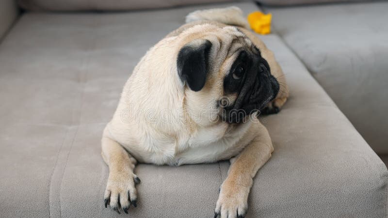 A Cute Pug Lies on the Sofa. Slow Motion Stock Image - Image of lens ...