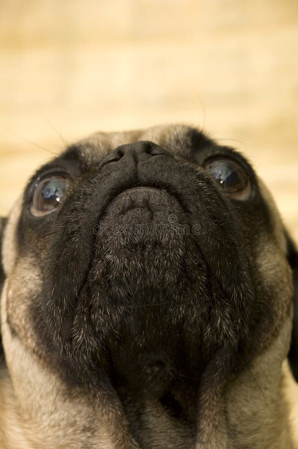 Cute Pug Looking Up stock photo. Image of animale, face - 11988336