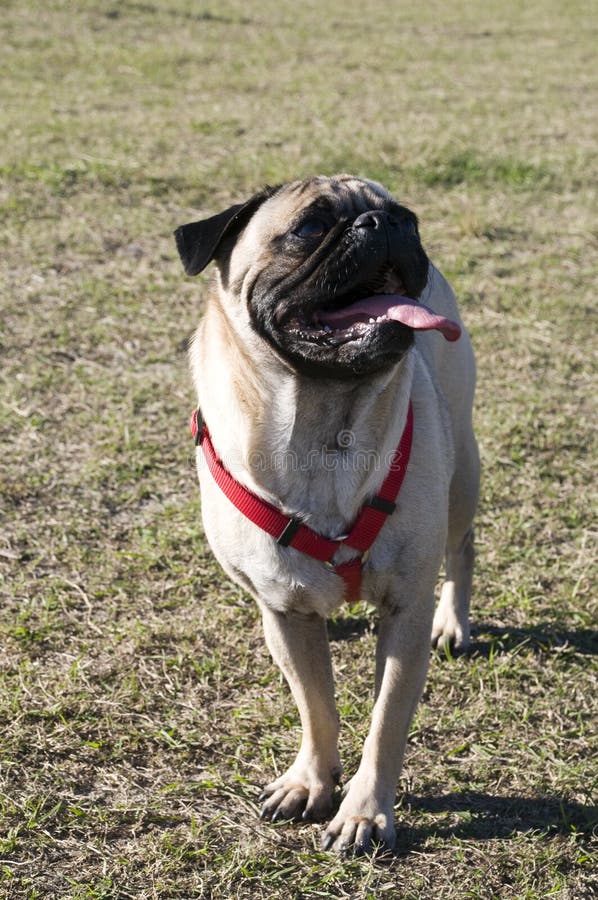 Cute Pug Looking Up stock image. Image of canine, grass - 12754073