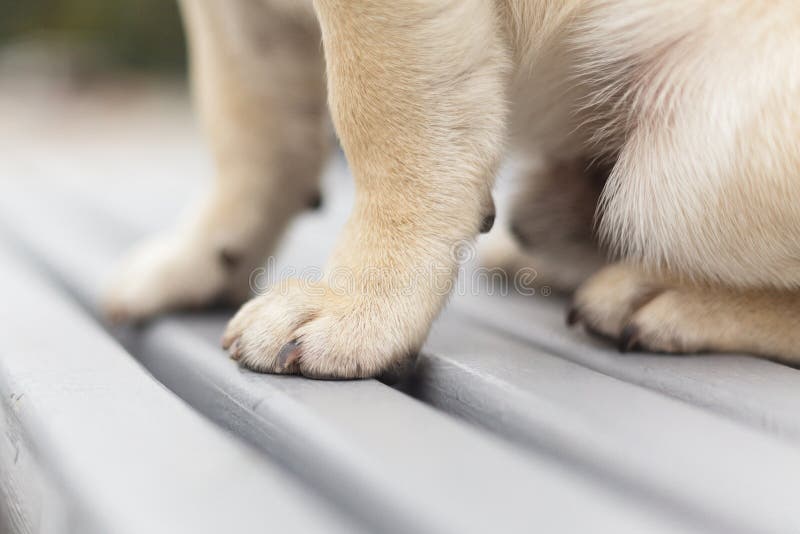 Cute pug paws on the bench stock photo. Image of standing - 241181202