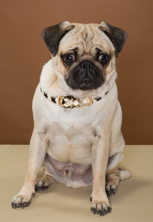 Cute Pug Posing in a Studio Stock Image - Image of adorable, male: 62506613