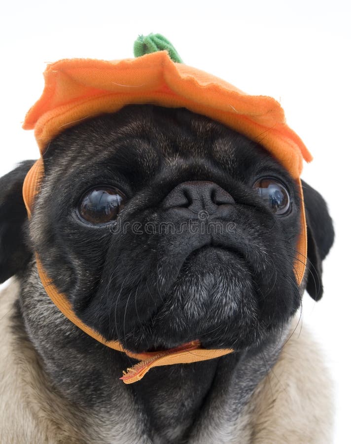 Cute Pug with Pumpkin Hat stock photo. Image of halloween - 12754078
