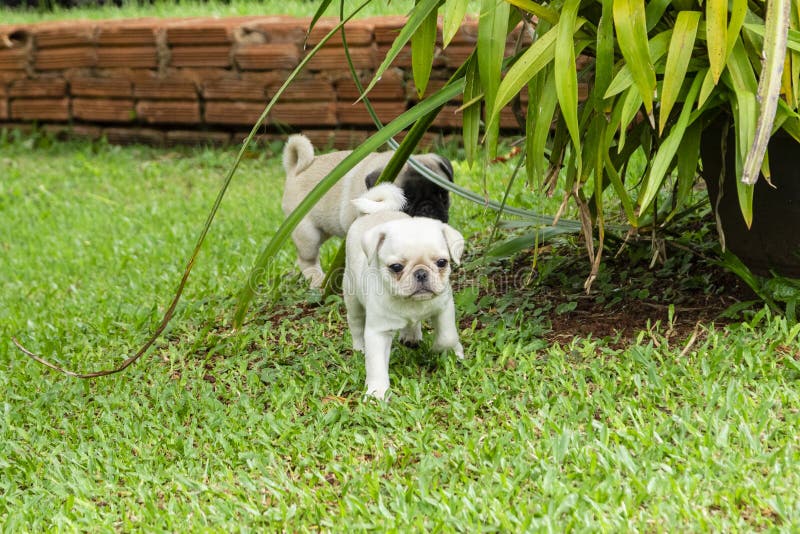 Cute Pug Puppies Playing in the Garden Stock Image - Image of bulldog ...