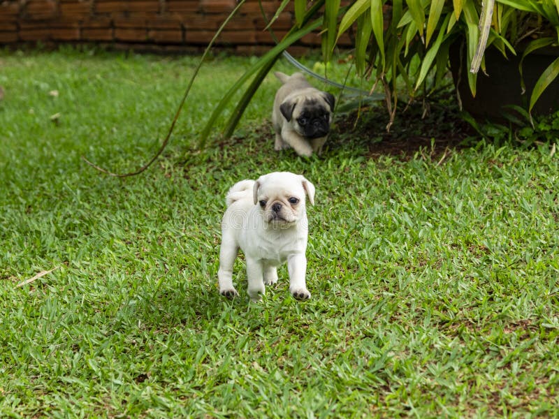 Cute Pug Puppies Playing in the Garden Stock Photo - Image of happy ...
