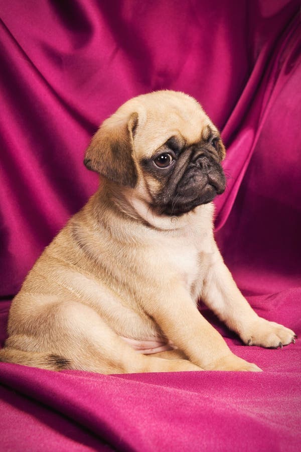 Cute beige pug puppy stock image. Image of canine, looking - 27350845