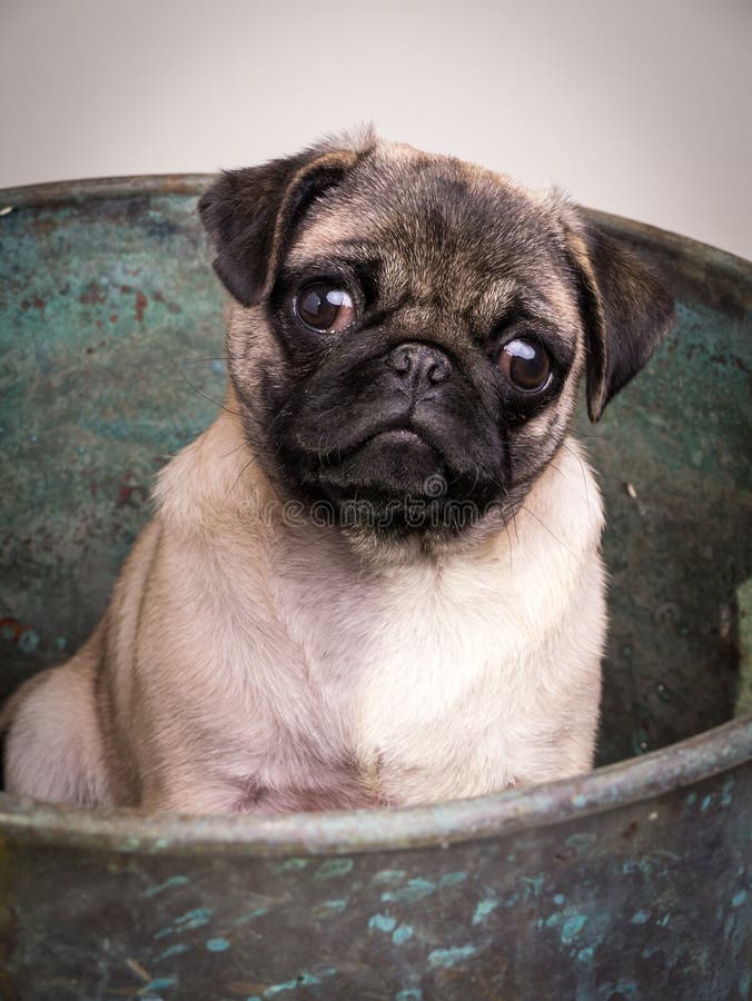 Cute Pug Puppy in Bucket stock image. Image of animal - 24713437