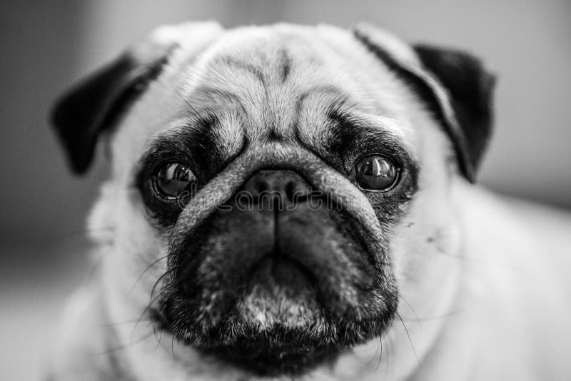 Cute pug puppy dog. Face stock photo. Image of cute, brown - 64257690