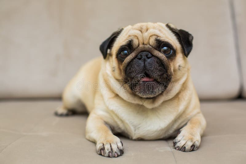 Cute pug puppy dog on sofa stock image. Image of purebred - 64257543