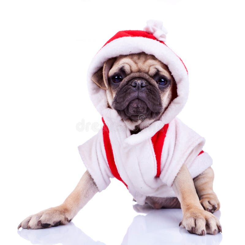 Cute Pug Puppy Dressed As Santa Stock Photo - Image of sweet, merry ...