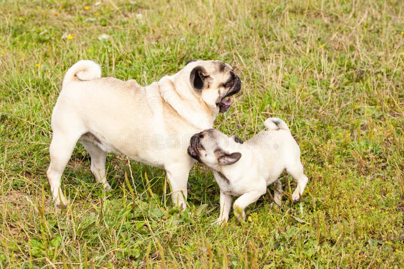 Cute Pug Puppy Playing with His Dad in the Grass Stock Photo - Image of ...