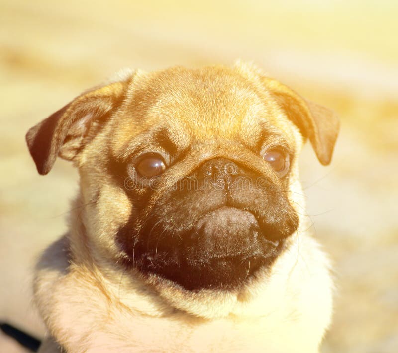 Cute pug puppy portrait stock photo. Image of grey, face - 147132406