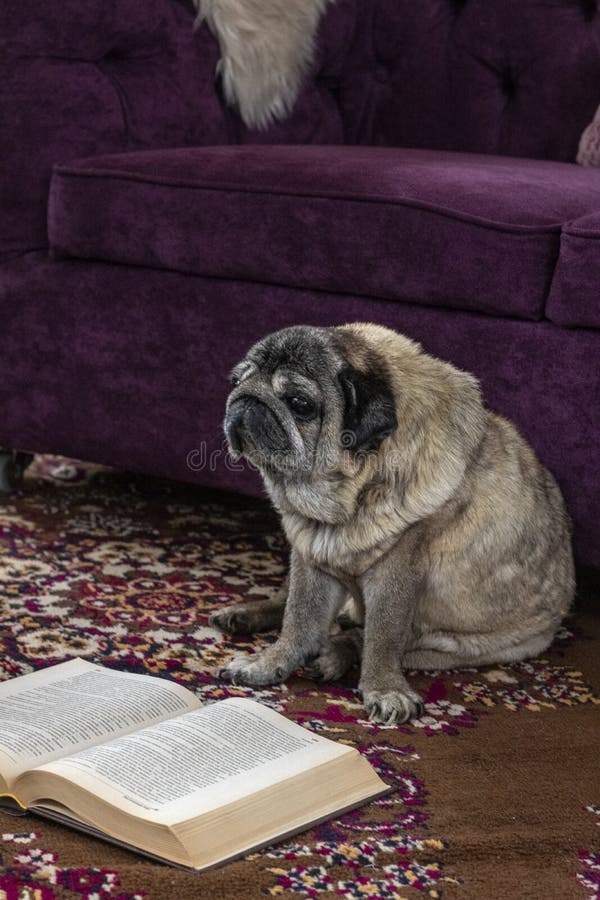 Cute Pug is Reading a Book Sitting on the Floor Stock Photo - Image of ...
