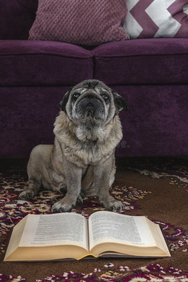 Pug Reading Book Library Stock Photos - Free & Royalty-Free Stock ...