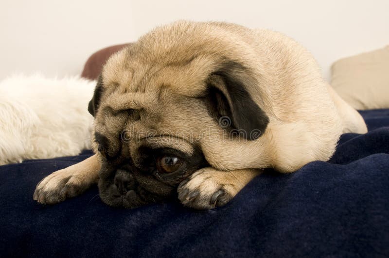Cute Pug Resting stock photo. Image of animal, laying - 9548494