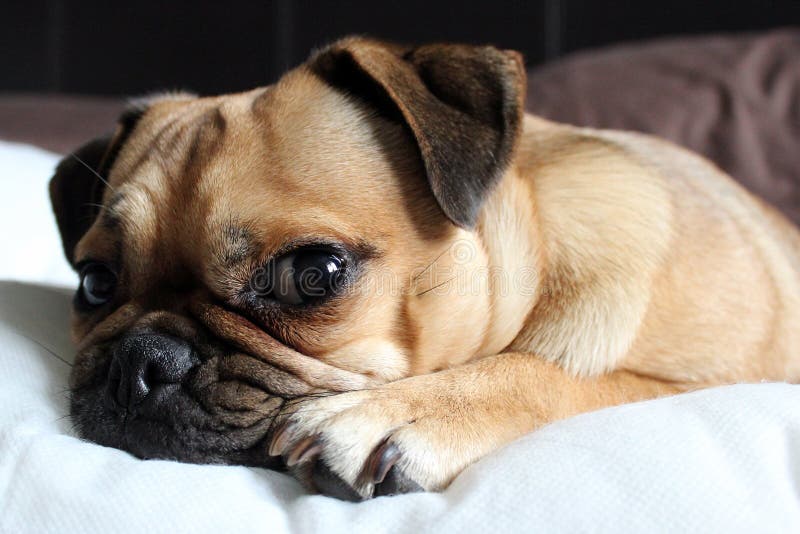 Close-up Face of Cute Pug Puppy Dog Sleeping Rest Open Eye by Chin and ...