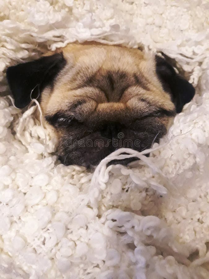 Pug Dog Rolled Up in Blanket Stock Photo - Image of portrait, sleeps ...