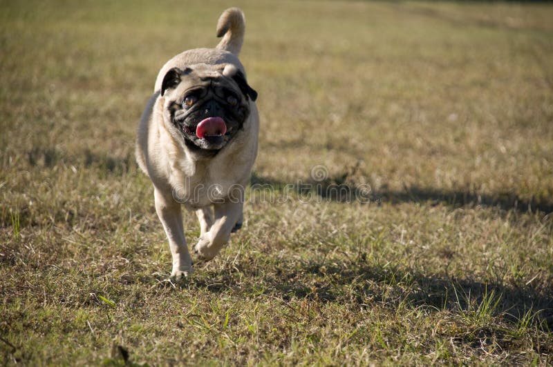 Pug Running at Dog Park stock photo. Image of grass, trees - 7280880