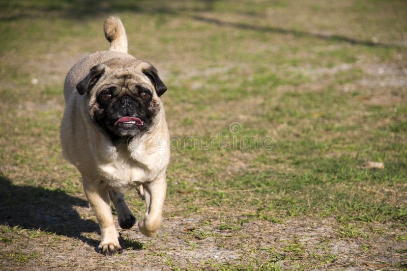 Can Pugs Run