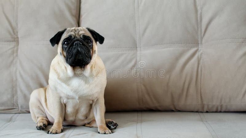 A Cute Pug is Sitting on the Couch. Slow Motion Stock Photo - Image of ...