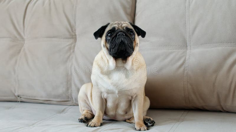 A Cute Pug is Sitting on the Couch. Slow Motion Stock Photo - Image of ...