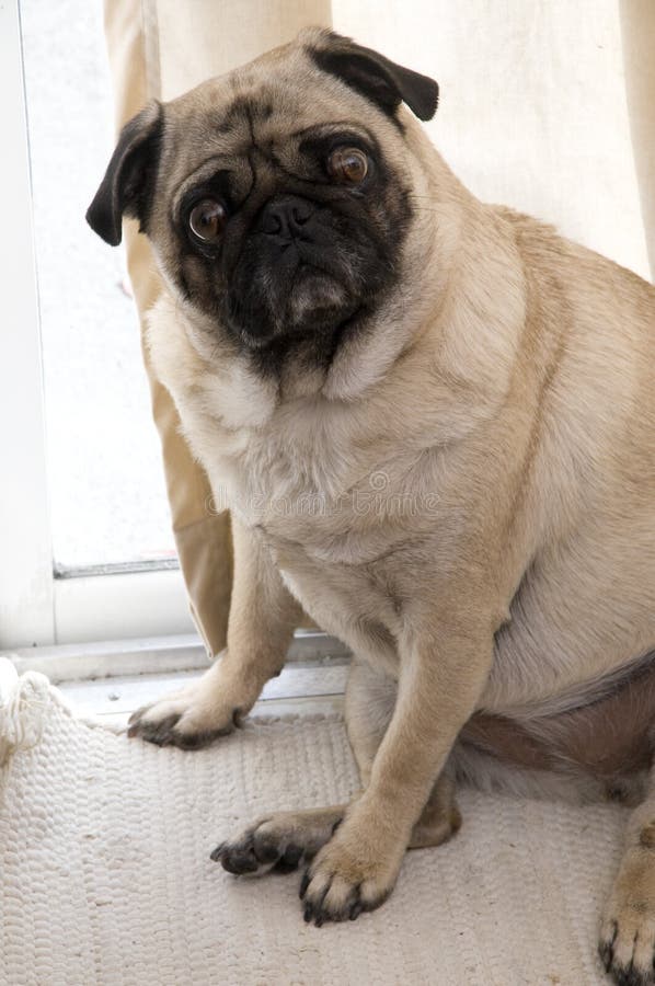 Cute Pug Sitting on Couch stock image. Image of nervous - 13281915