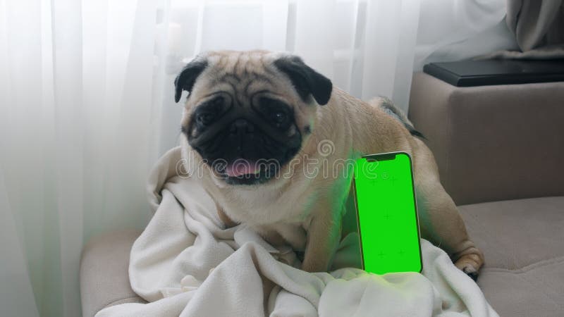 Pug Green Screen Stock Photos - Free & Royalty-Free Stock Photos from ...