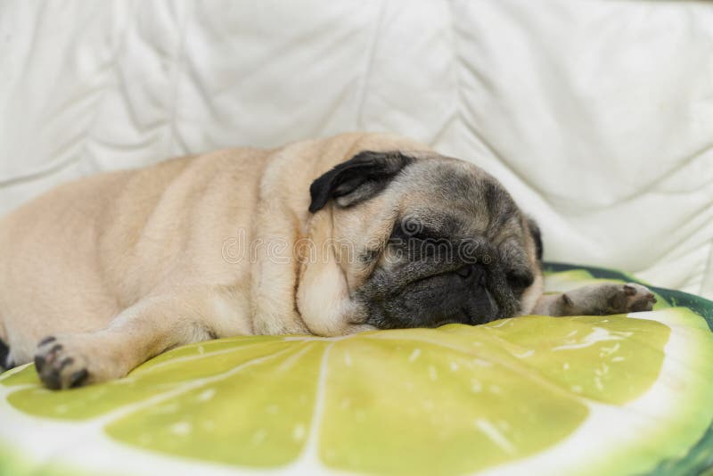 Cute Pug Sleeping on the Lime Shaped Pillow during the Day. Stock Photo ...