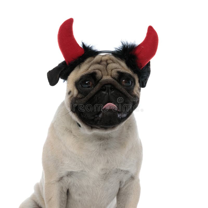 289 Devil Pug Stock Photos - Free & Royalty-Free Stock Photos from ...