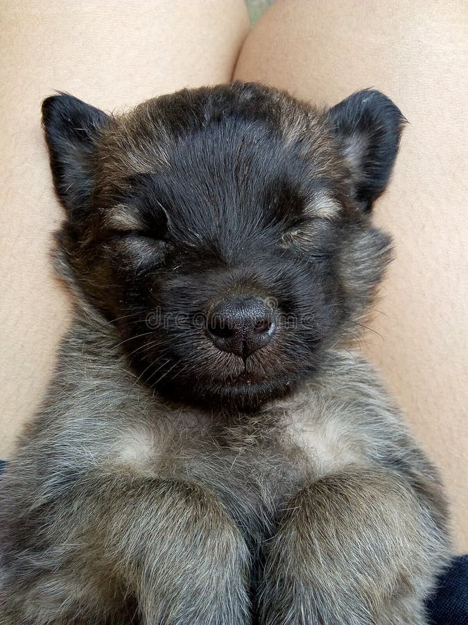 Cute pupp stock image. Image of pupp, brown, puppy, bear - 236350953