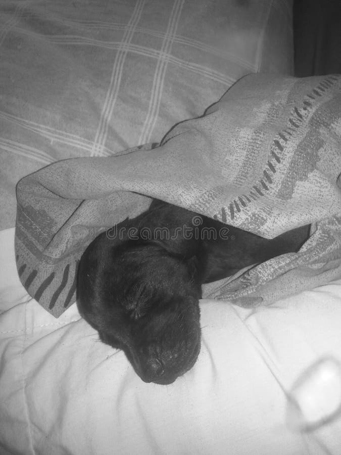 Cute puppie sleeping stock image. Image of sleeping - 139131245