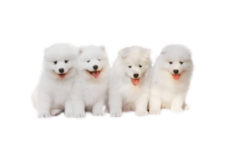 Alaskan Samoyed Puppy stock photo. Image of samoyed, beauty - 359566
