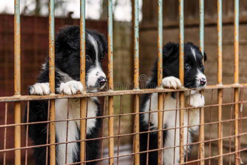 Cute Puppies Behind Bars Stock Photos - Free & Royalty-Free Stock ...
