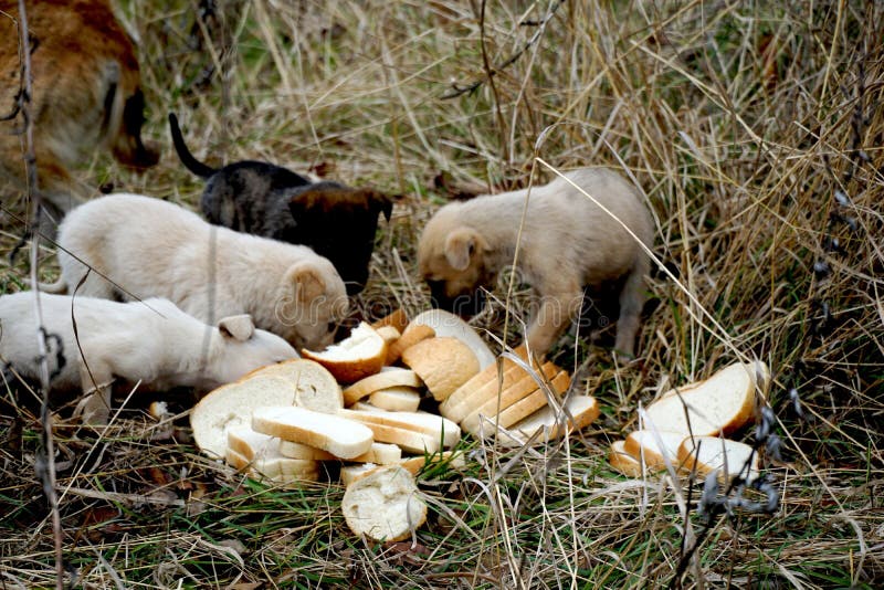 Puppies Eating Bread on Dry Grass Stock Image - Image of meal, bread ...