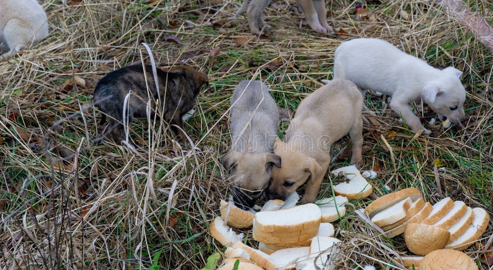 Cute Puppies Eating Bread in a Forest Stock Photo - Image of little ...
